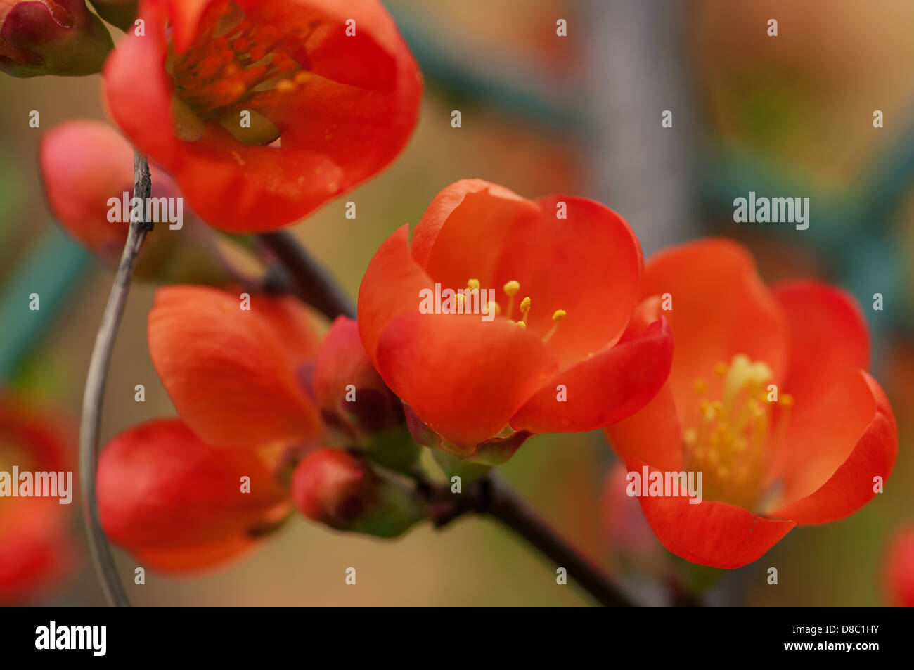 Beautiful red flowers in the garden Stock Photo - Alamy