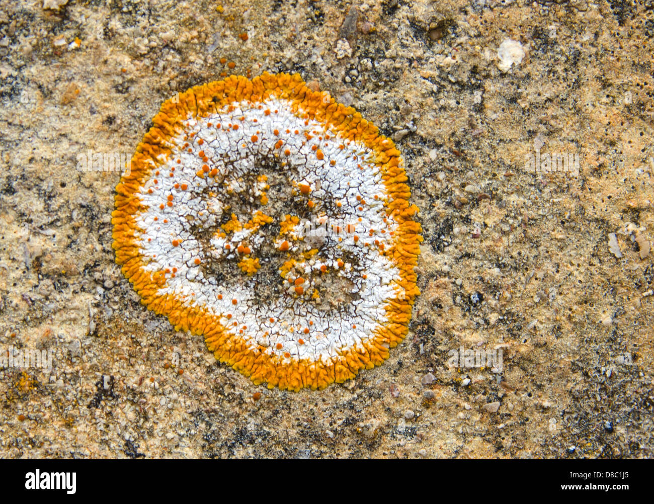Lichen on stone wall Stock Photo - Alamy