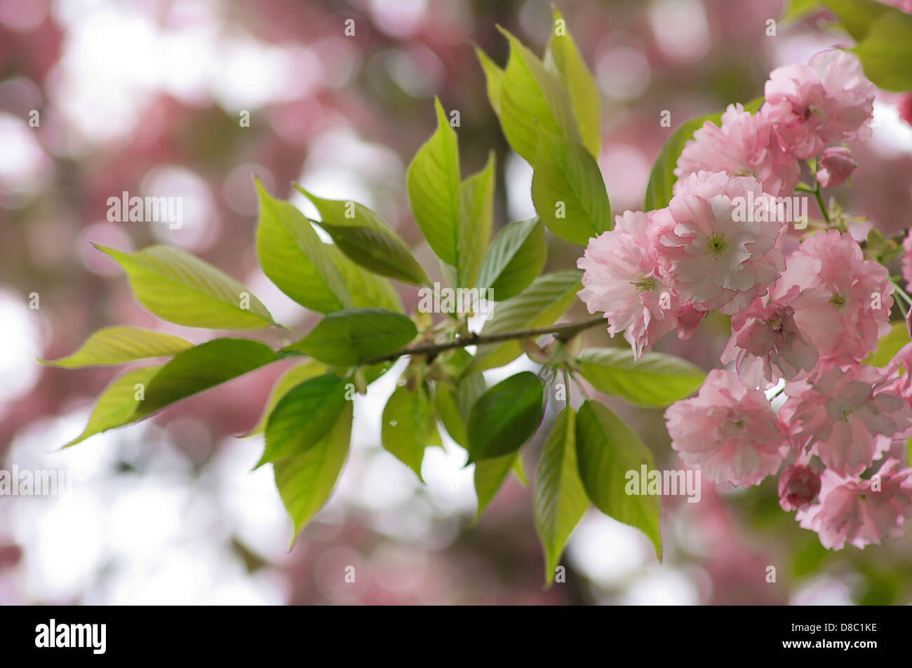 Pink flowers on a decorative tree Stock Photo - Alamy