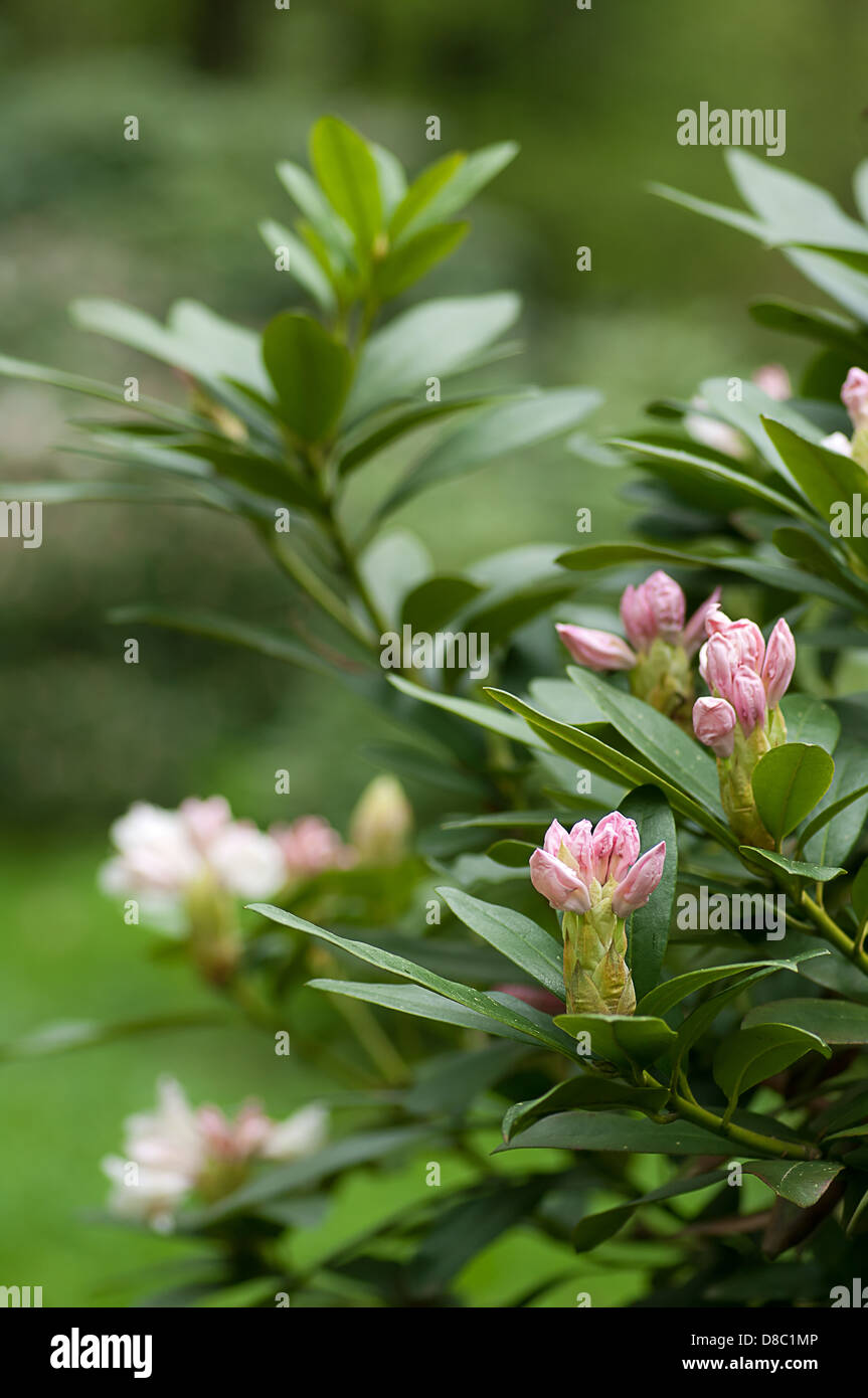Oleander blooming with pink flowers Stock Photo - Alamy