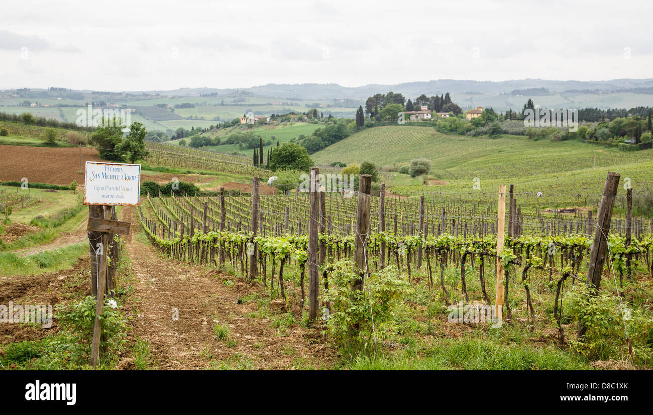 A farm with a vineyard and olive trees in the Tuscany area of west ...