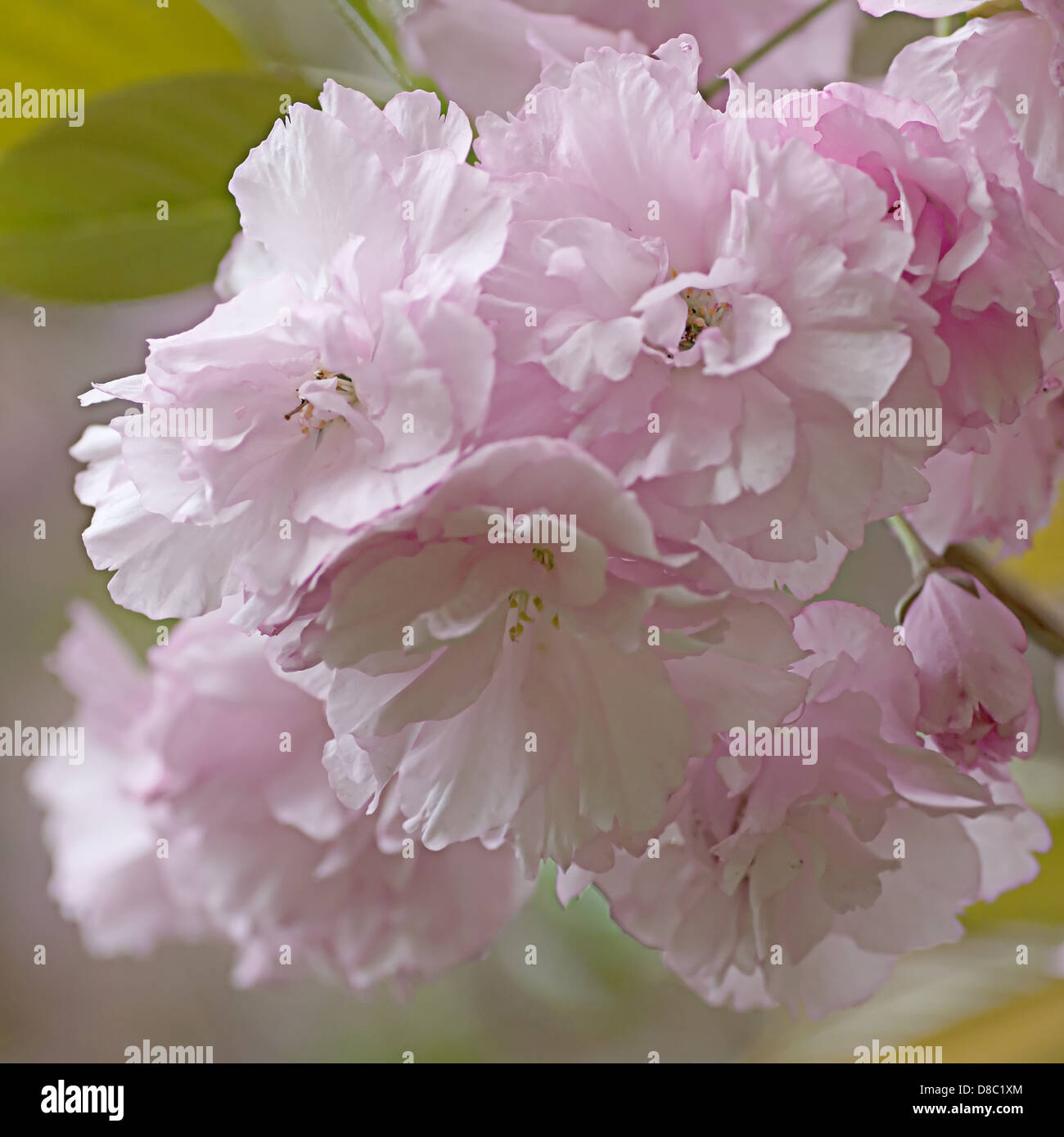 Pink flowers on a decorative tree Stock Photo - Alamy