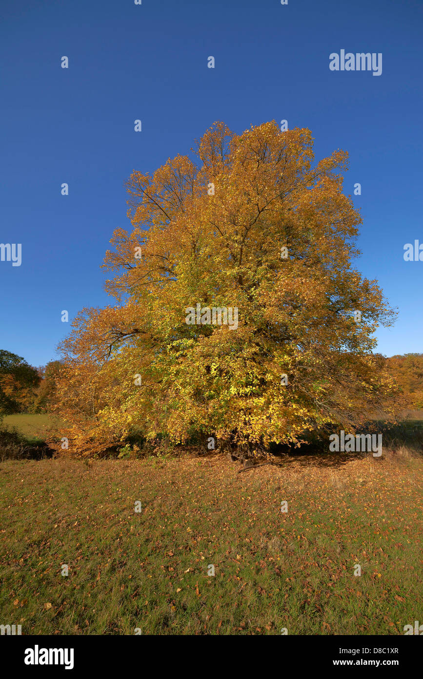 Tree in autumn Stock Photo - Alamy