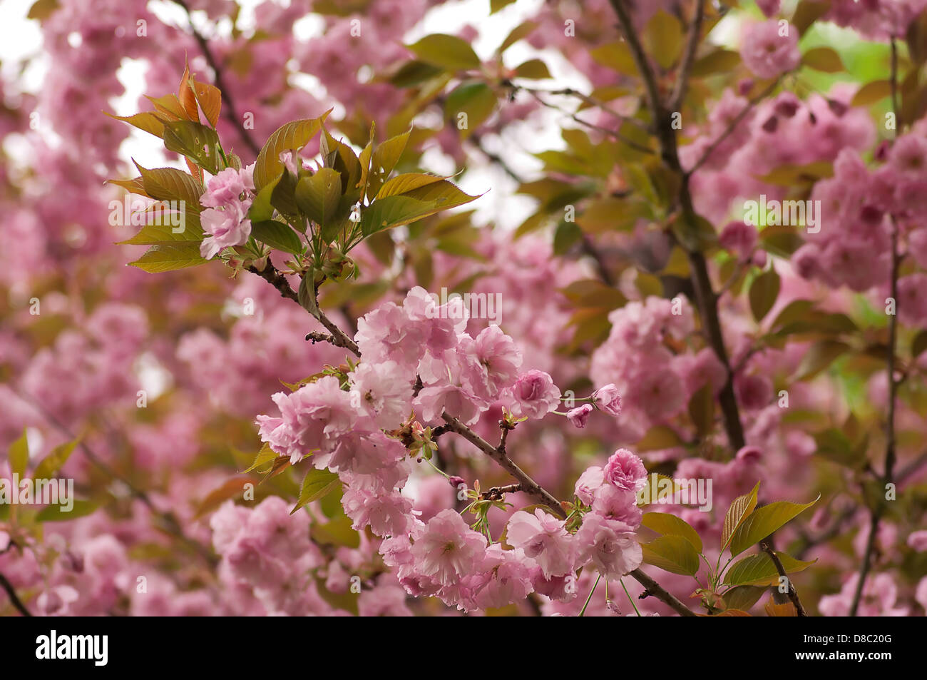 Pink flowers on a decorative tree Stock Photo - Alamy