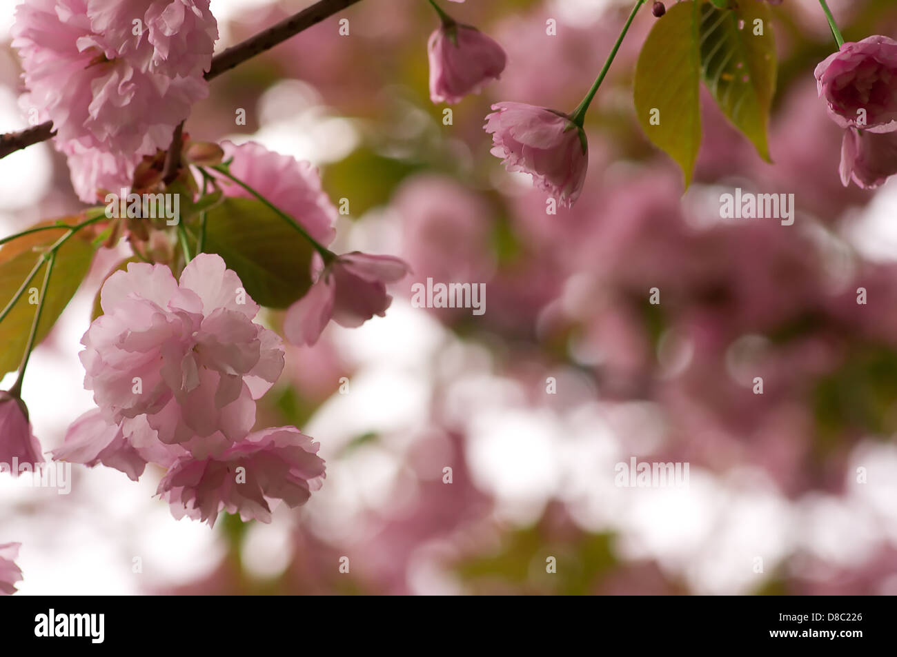 Pink flowers on a decorative tree Stock Photo - Alamy