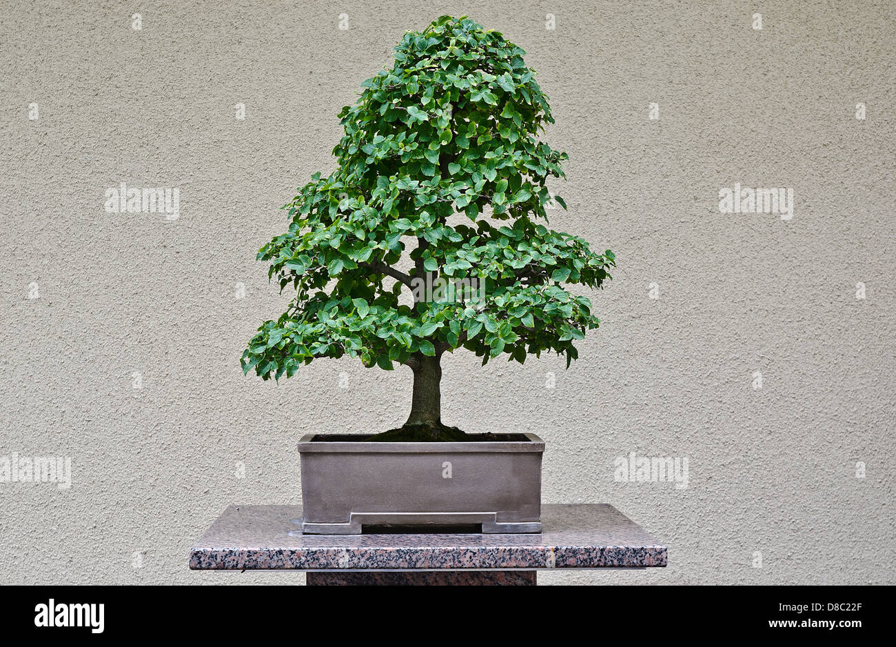 Japanese hackberry trees hi-res stock photography and images - Alamy