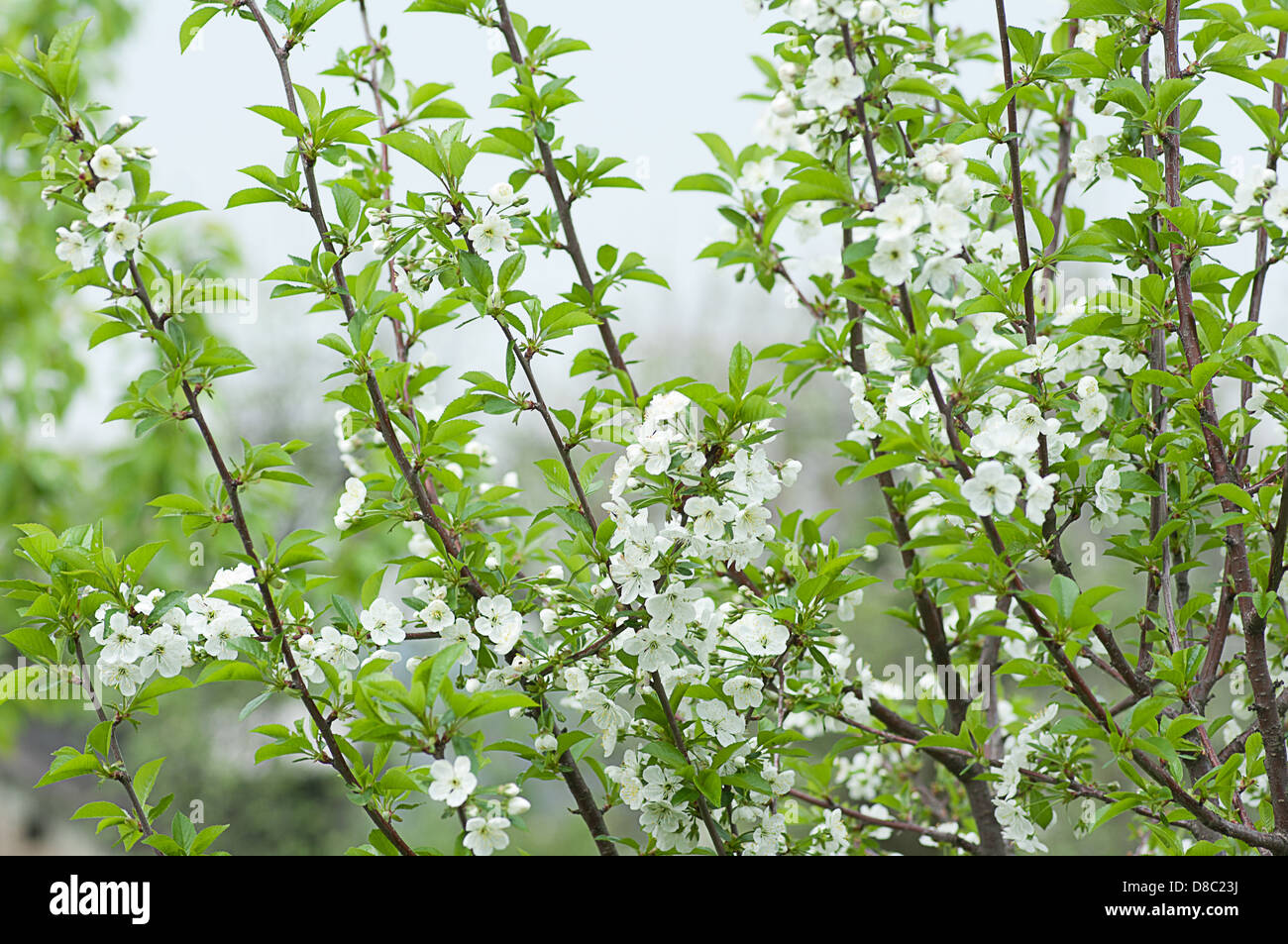 Spring blooming fruit tree hi-res stock photography and images - Alamy