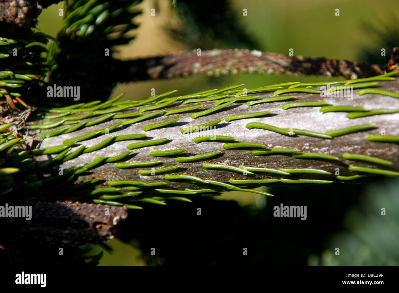 Close up of pine needles Stock Photo - Alamy
