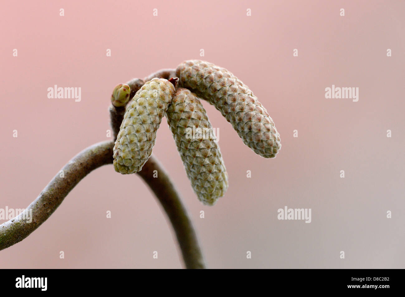 Bud of a plant Stock Photo - Alamy