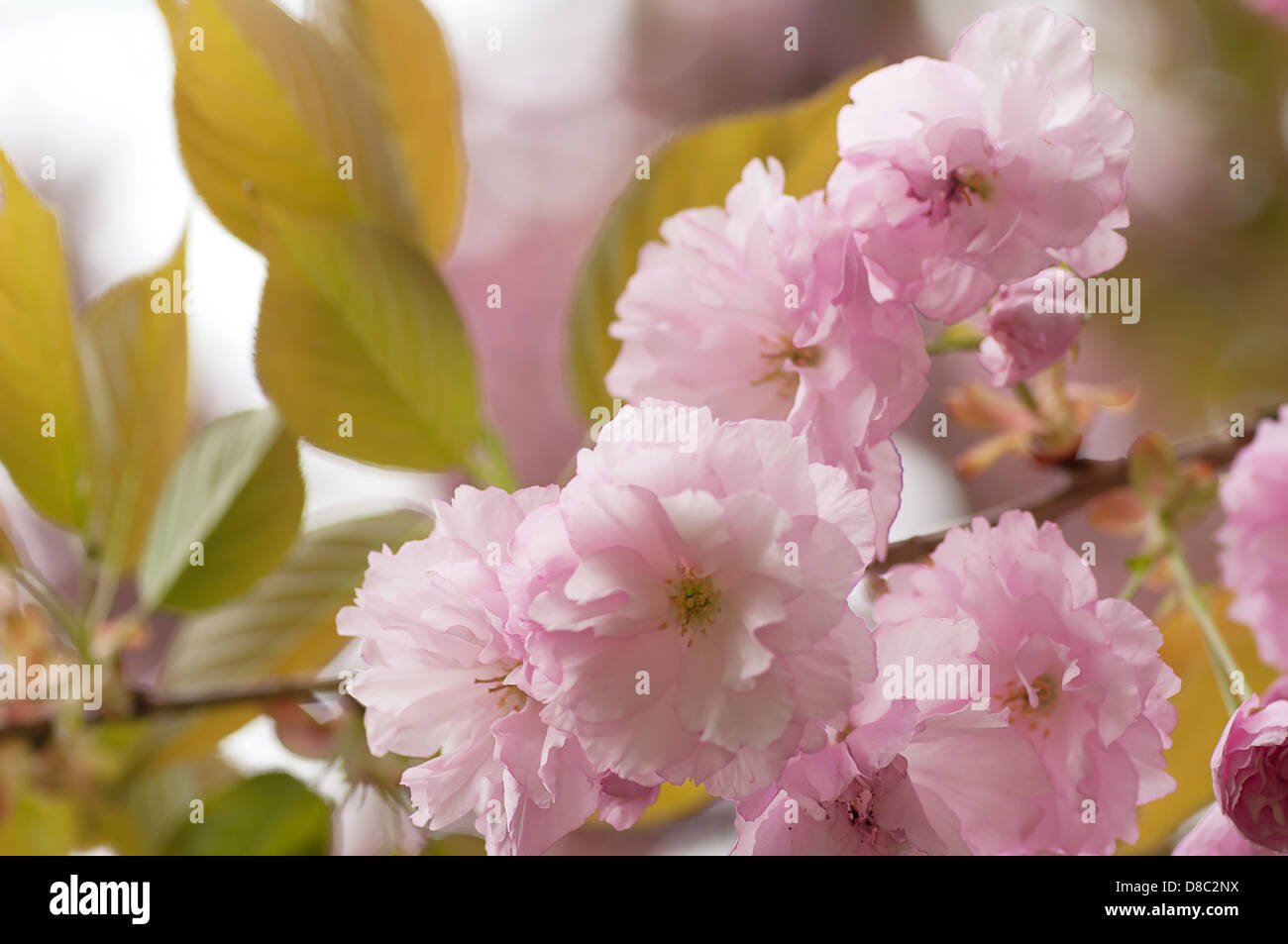 Pink flowers on a decorative tree Stock Photo - Alamy