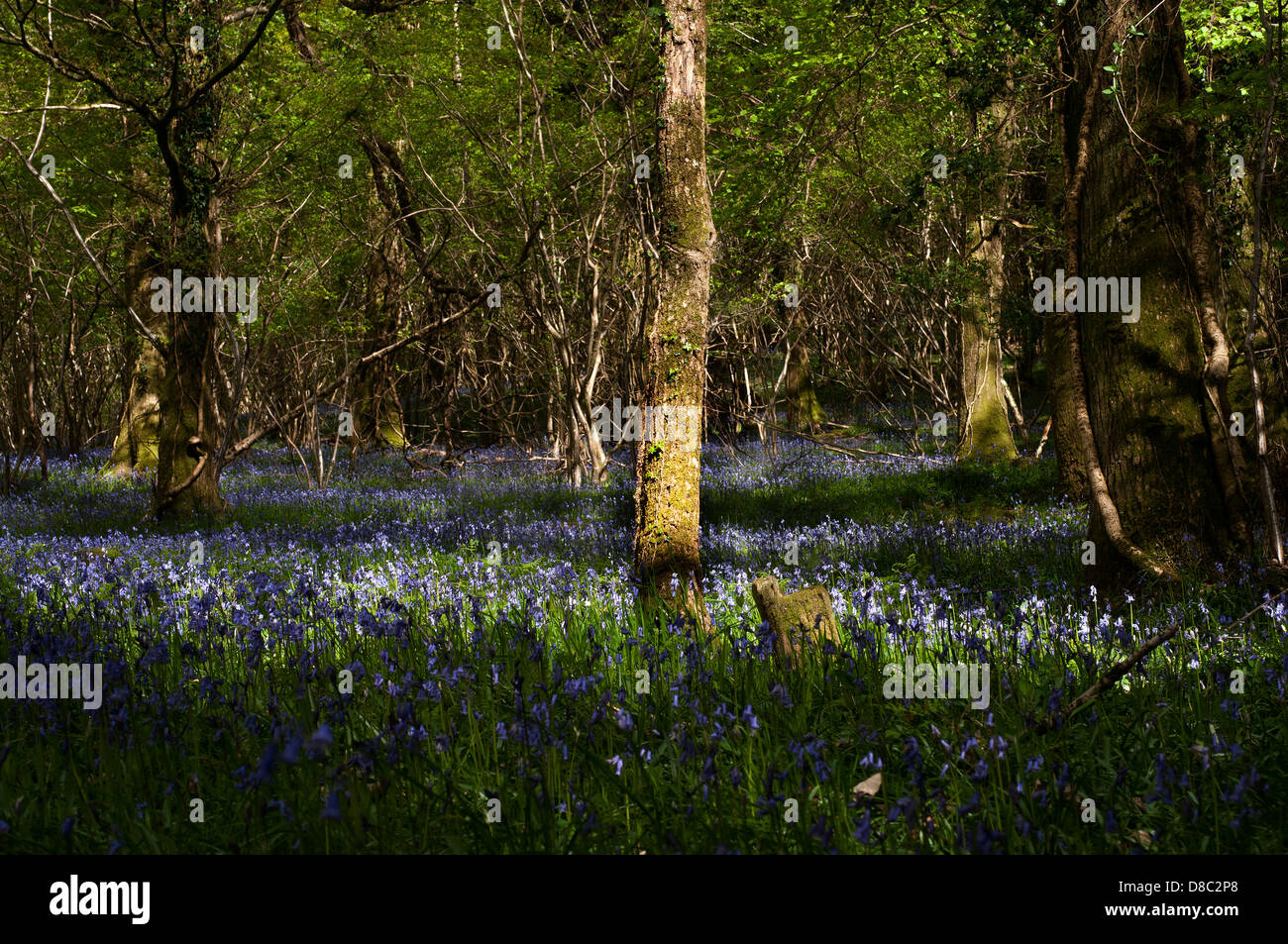 Hedgerows fields and lane,Devon,Bluebell field,Bluebells Stock Photo ...