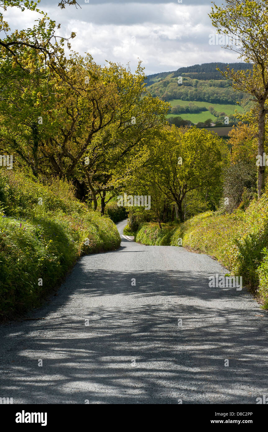 Devon hedgerows and lane hi-res stock photography and images - Alamy