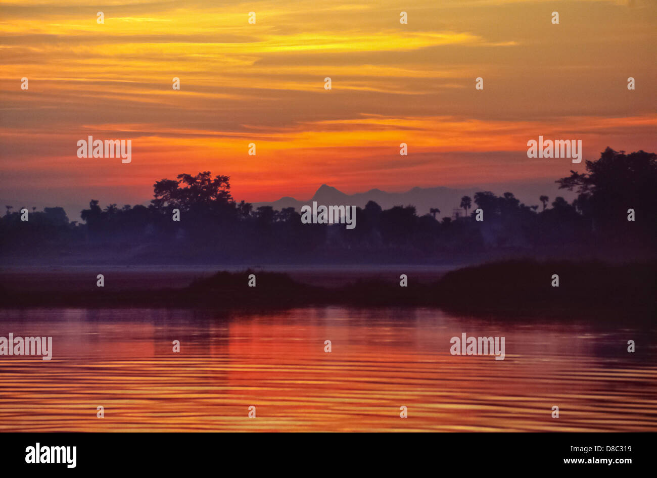 Primal forest primal atmosphere hi-res stock photography and images - Alamy