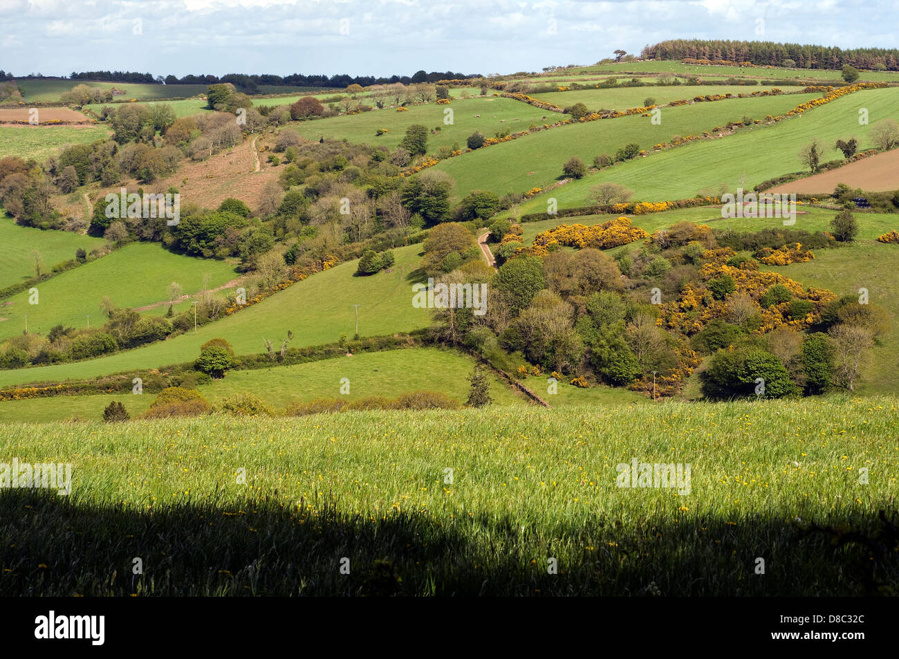 Devon fields and hedgerows hi-res stock photography and images - Alamy