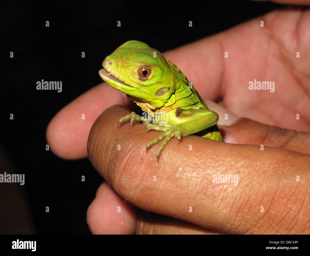 Baby lizard hi-res stock photography and images - Alamy