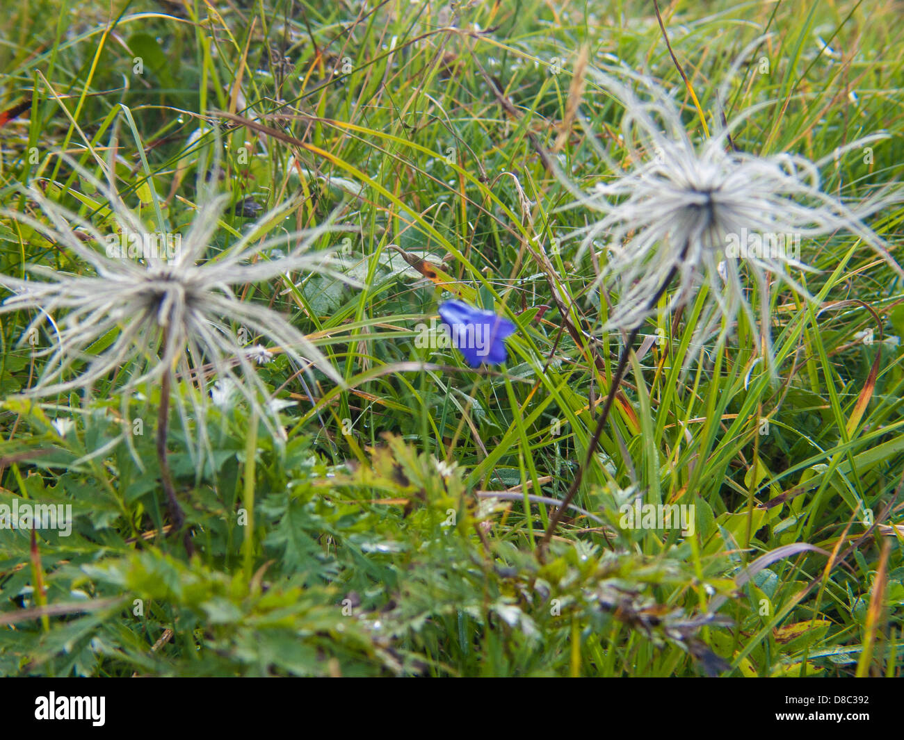 Duster plants hi-res stock photography and images - Alamy