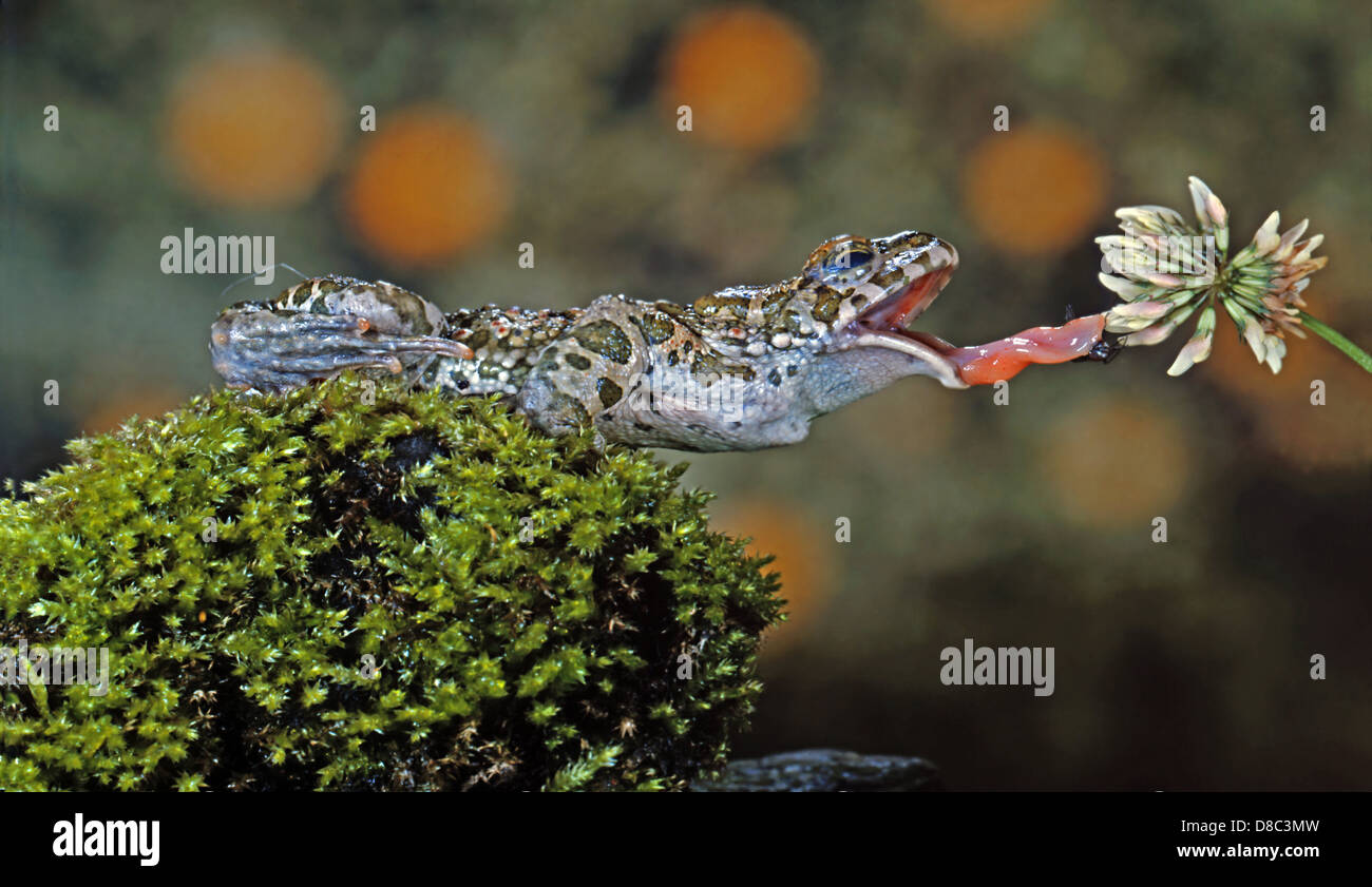 European green toad (Bufo viridis) catching a fly Stock Photo - Alamy