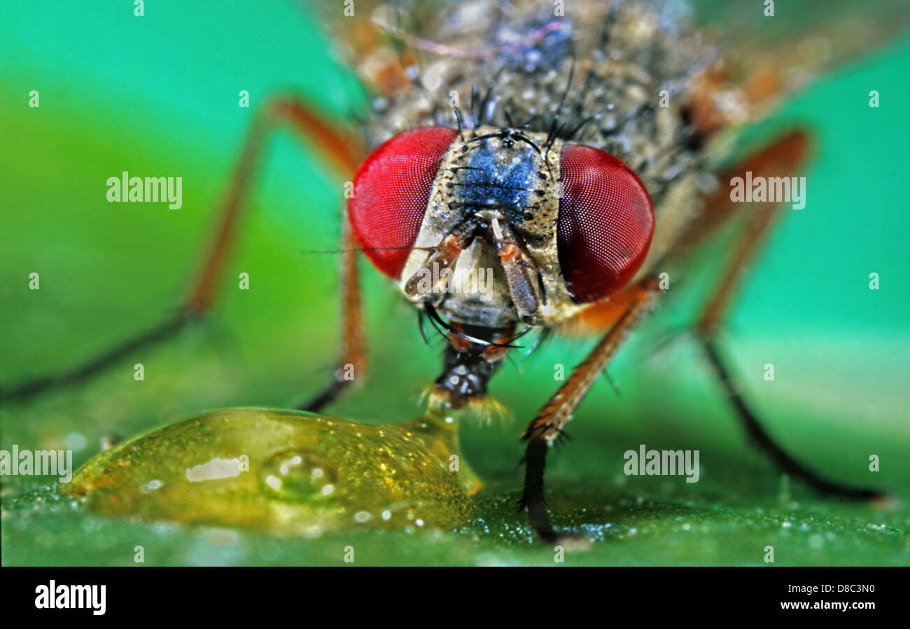 Lesser house fly (Fannia canicularis), portrait Stock Photo - Alamy