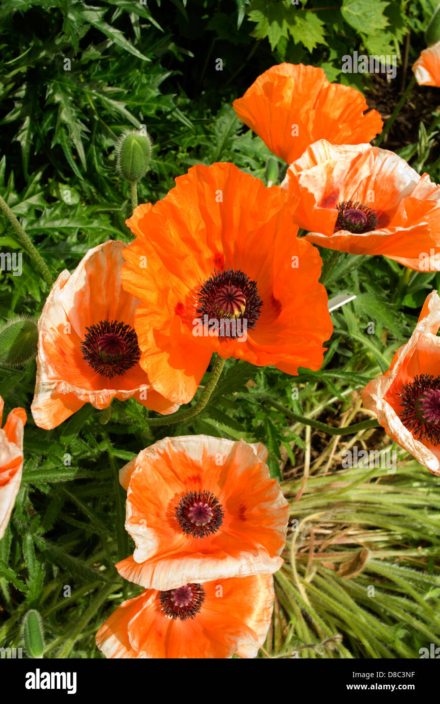 Cultivated poppy flowers with tattered edges Stock Photo - Alamy