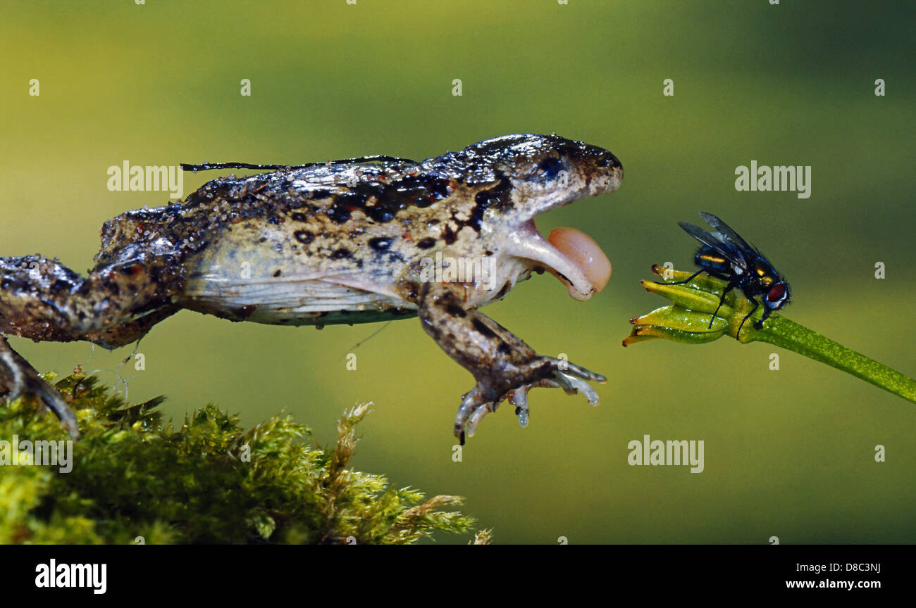Toad jumping hi-res stock photography and images - Alamy