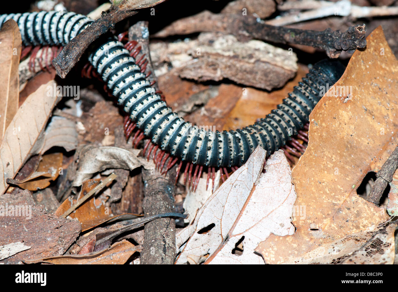 Moving wild stripped Millipede in western ghats Kerala, India Stock ...