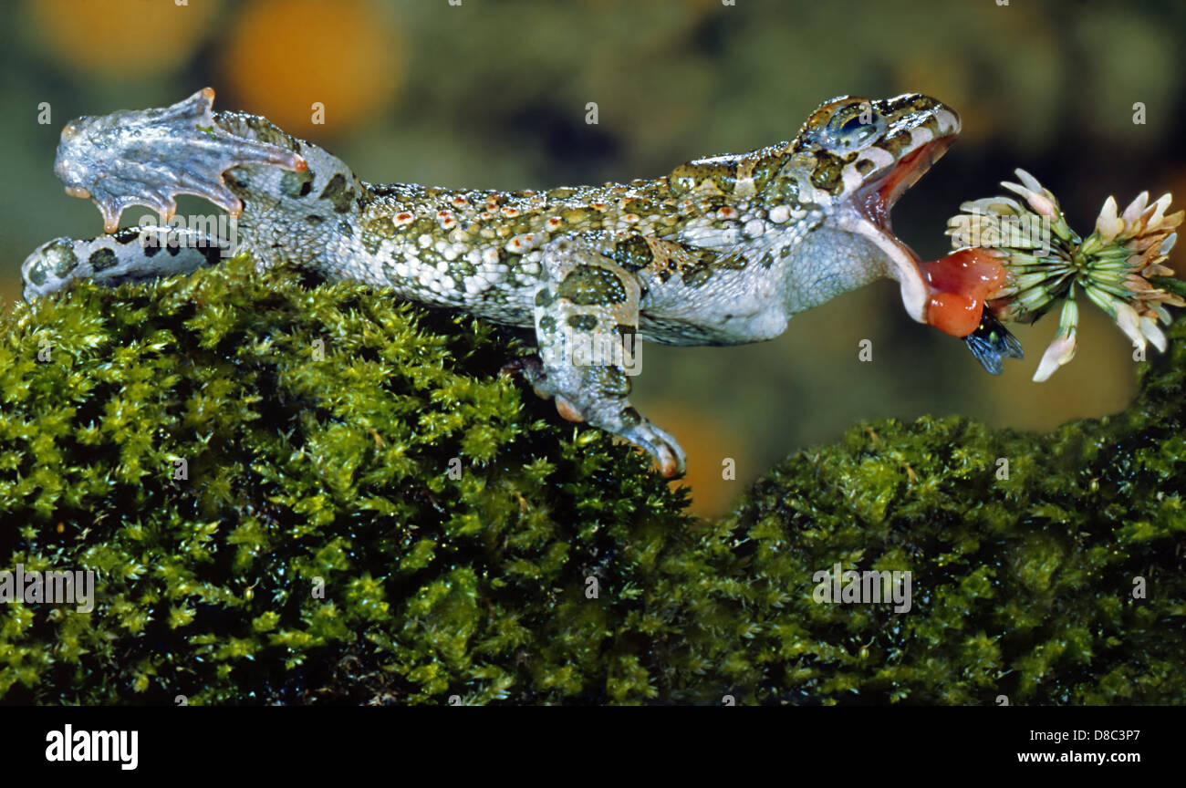 European green toad (Bufo viridis) catching a fly Stock Photo - Alamy