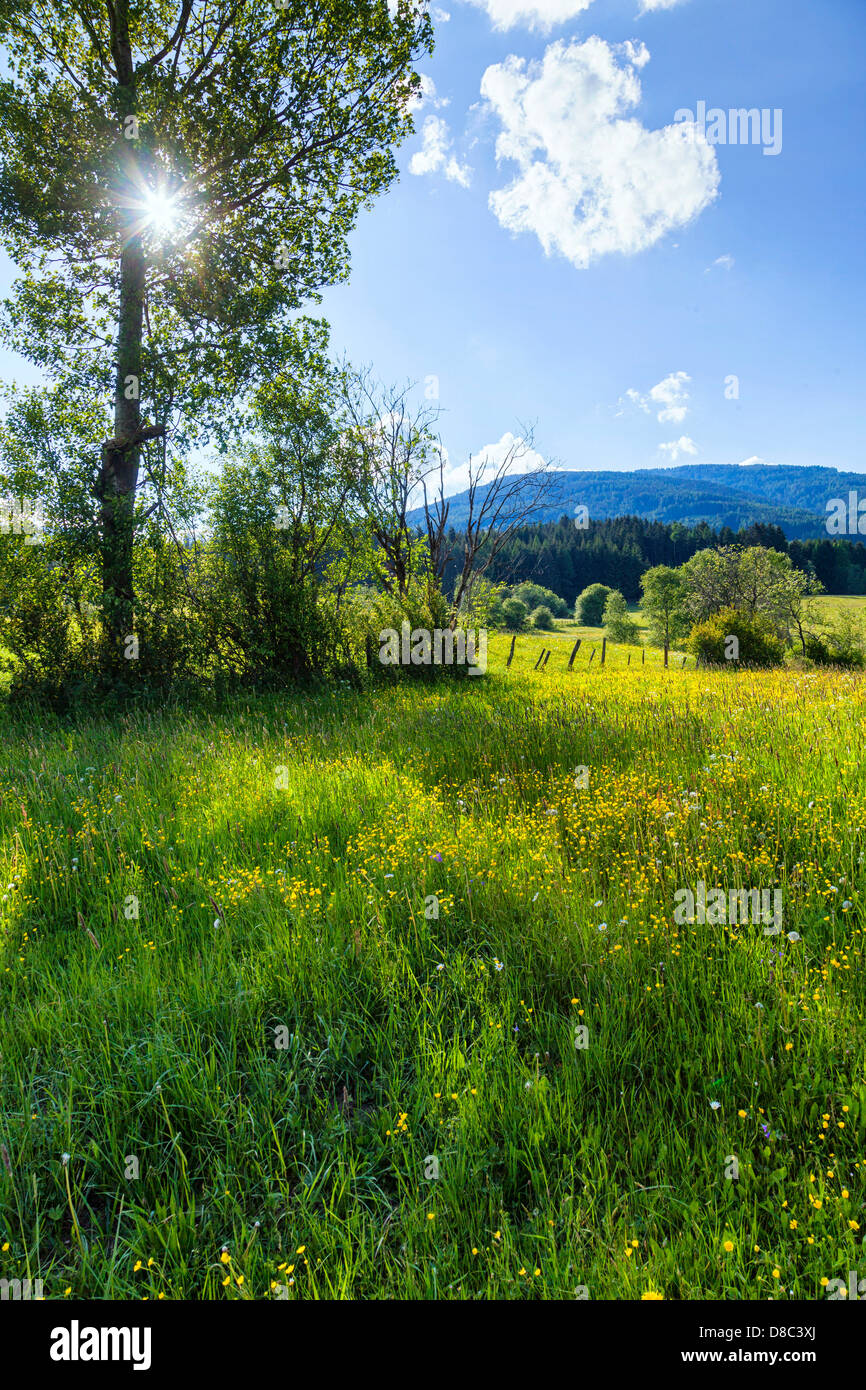 Spring meadows hi-res stock photography and images - Alamy