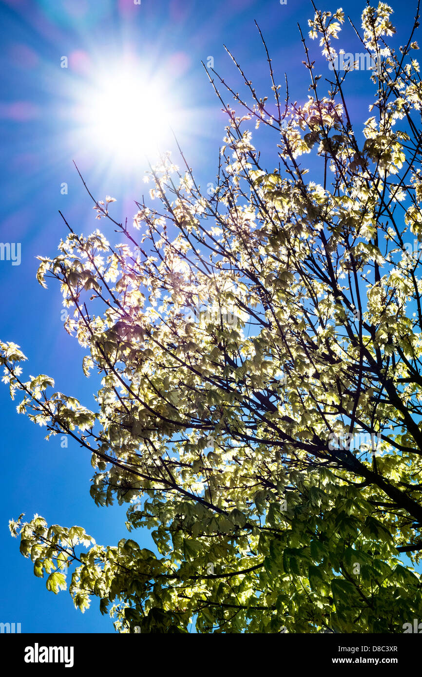 Sun ray through leaves High Resolution Stock Photography and Images - Alamy