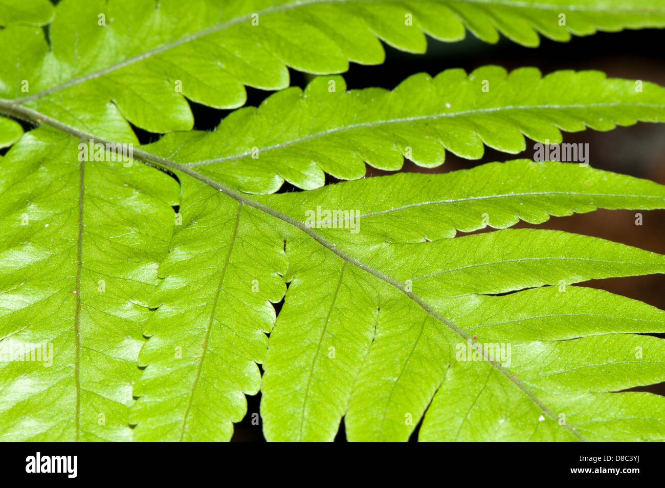 Indian fern hi-res stock photography and images - Alamy