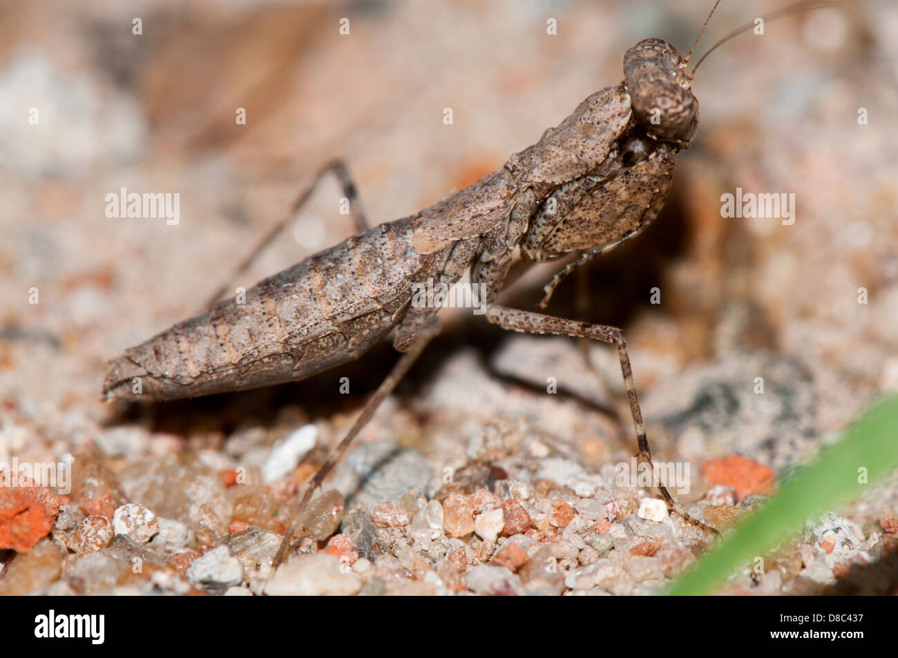 Brown Mantid Mantis Stock Photo - Alamy