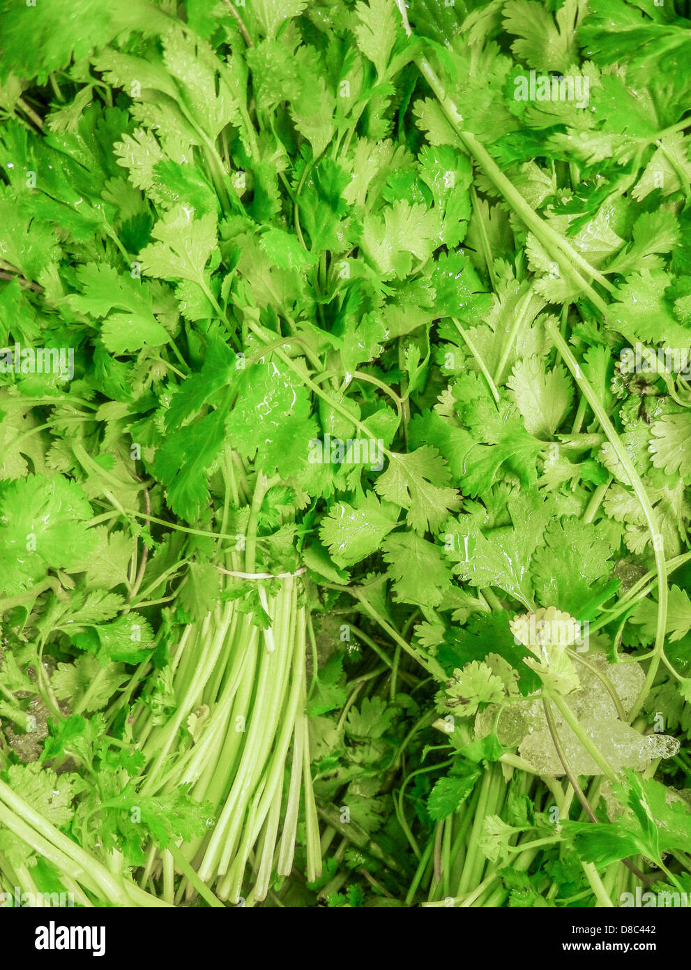 Bunch cilantro hi-res stock photography and images - Alamy