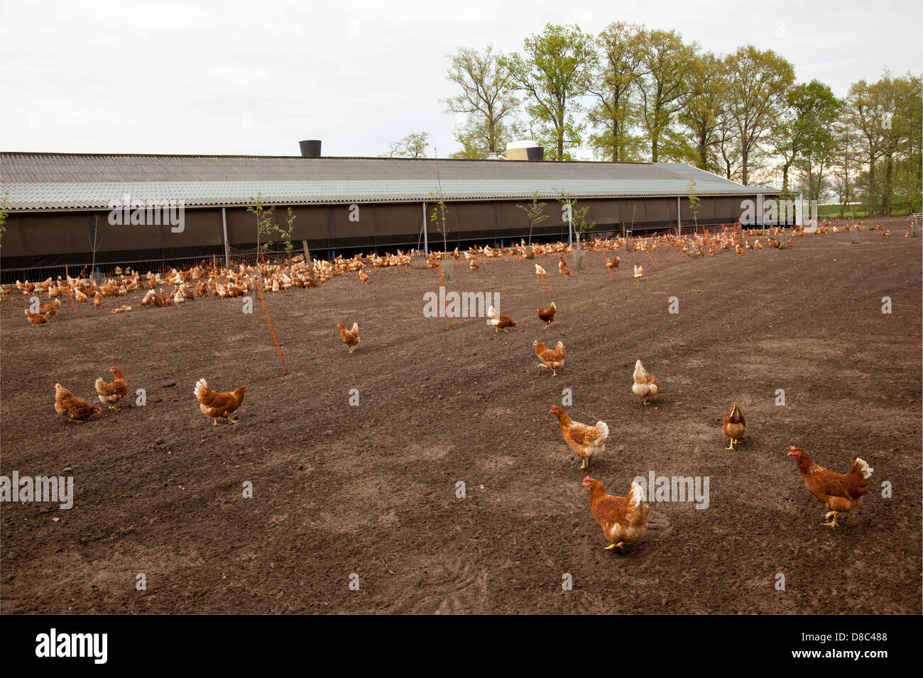 brown outside chicken at poultry farm in The Netherlands Stock Photo ...