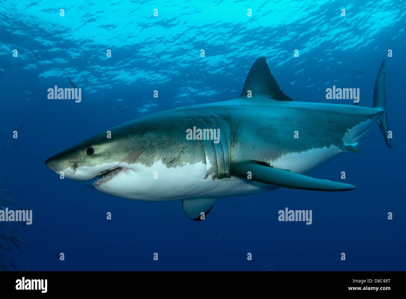 Carcharodon carcharias hi-res stock photography and images - Alamy