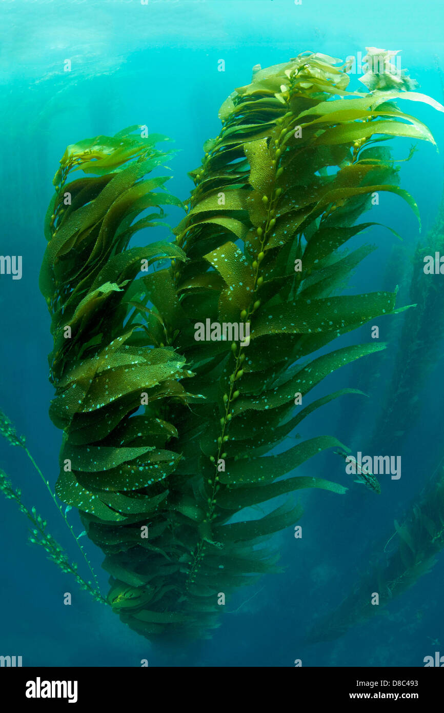 Giant kelp (Macrocystis pyrifera), Islas San Benito, Mexico, underwater ...