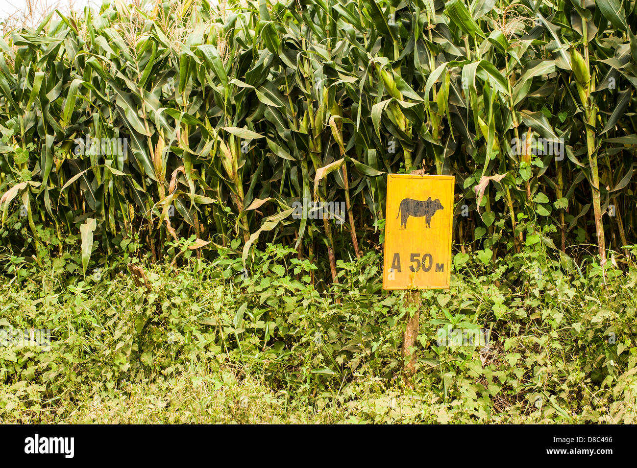 Cattle crossing road sign next to a corn plantation in southern Brazil ...