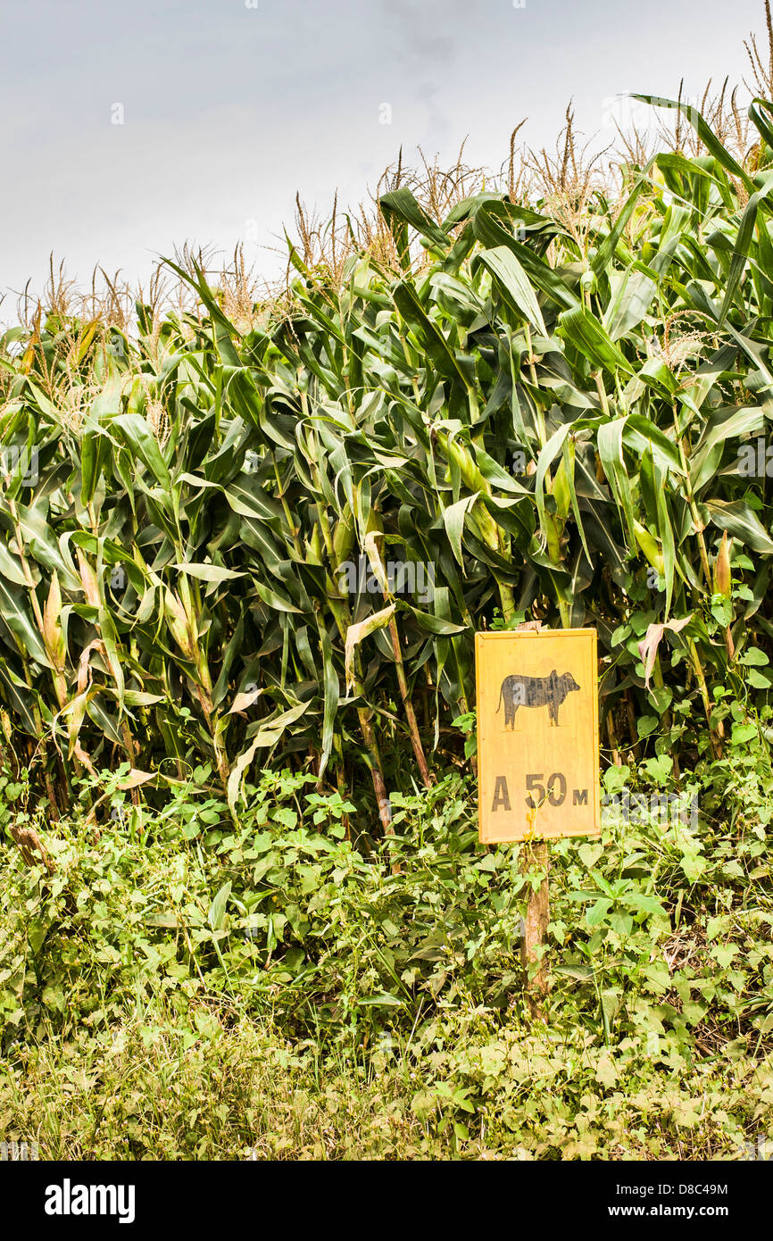 Cattle crossing road sign next to a corn plantation in southern Brazil ...