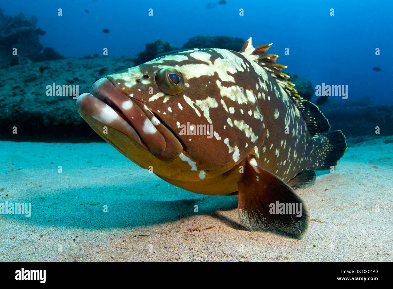 Dusky Grouper (Epinephelus marginatus), Fuerteventura, Canary Islands ...
