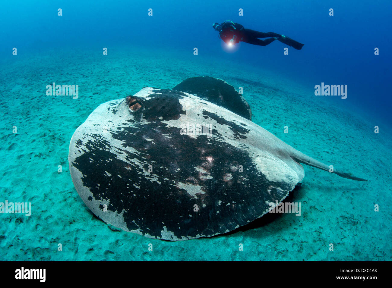 Diver and Roughtail Stingray (Dasyatis centroura), Morro del Jable ...