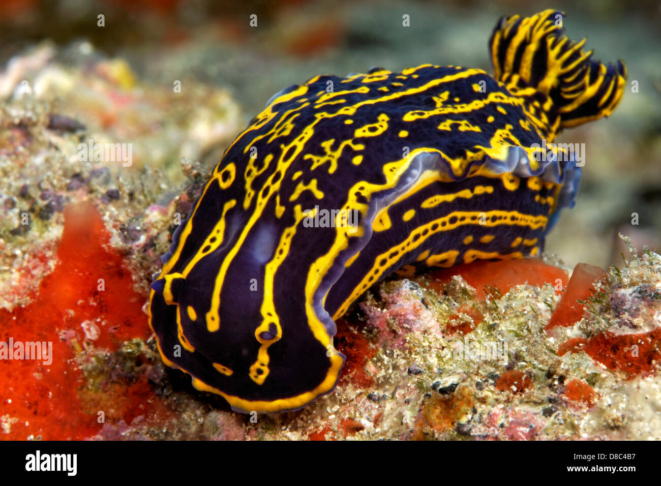 Nudibranch Hypselodoris picta, Morro del Jable, Fuerteventura, Canary ...