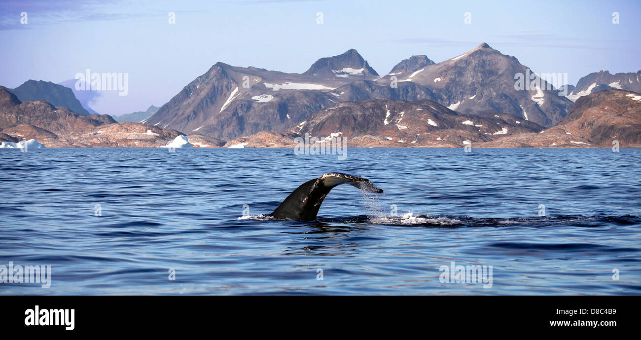 Tail fin hi-res stock photography and images - Alamy