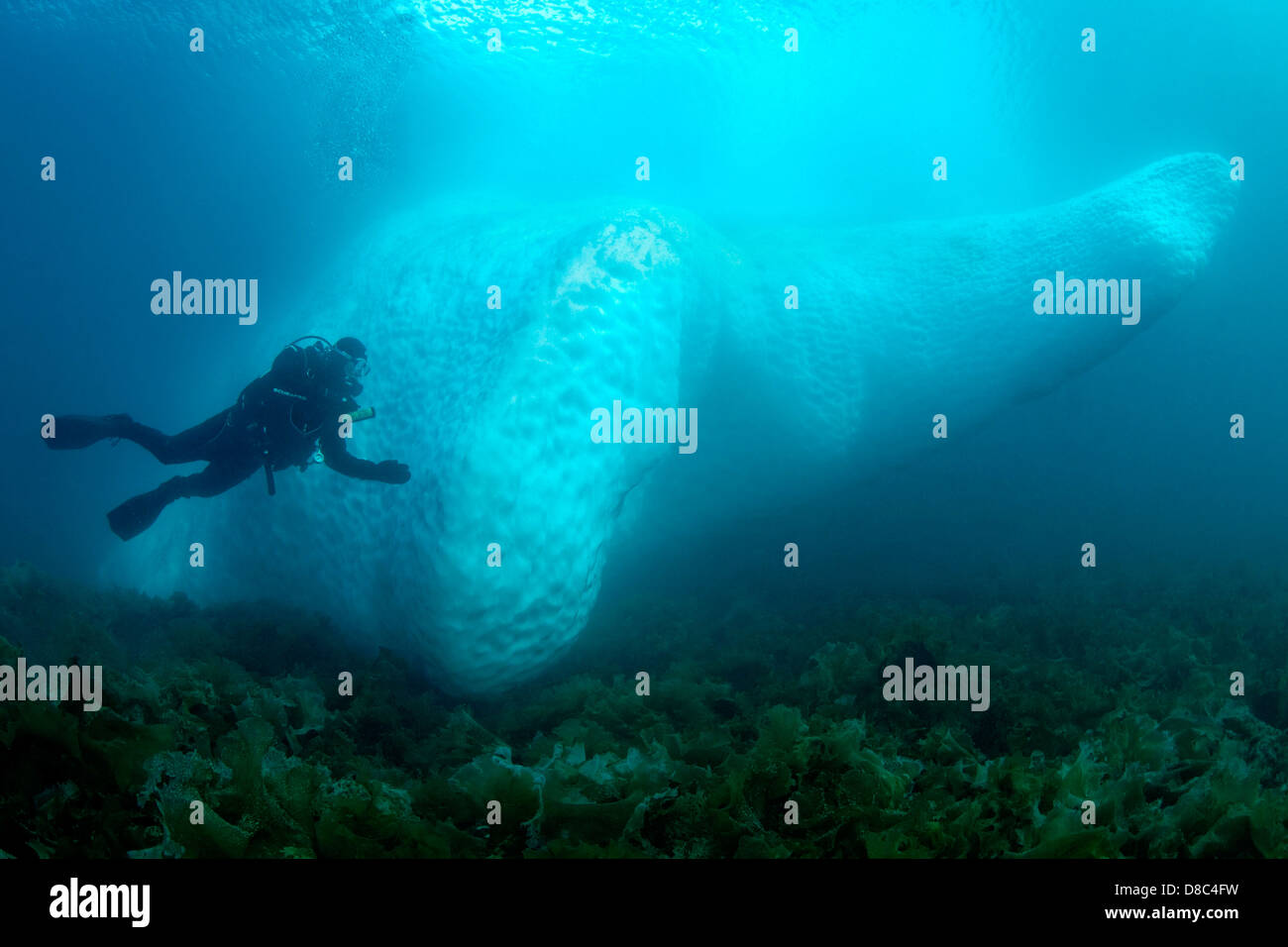 Iceberg under water with diver in front of it, near Kulusuk, Greenland ...