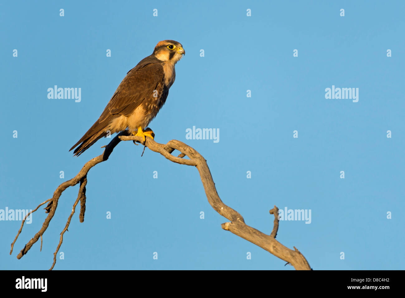 Lanner Falcon (Falco biarmicus) on a twig, Auob, Namibia Stock Photo ...