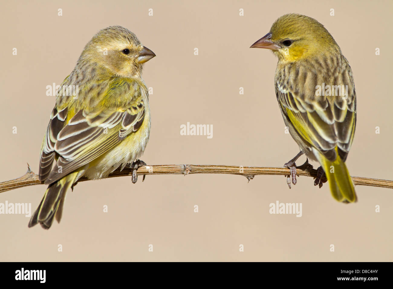Two African Masked Weavers (Ploceus velatus), Nossob Campsite, Botswana ...