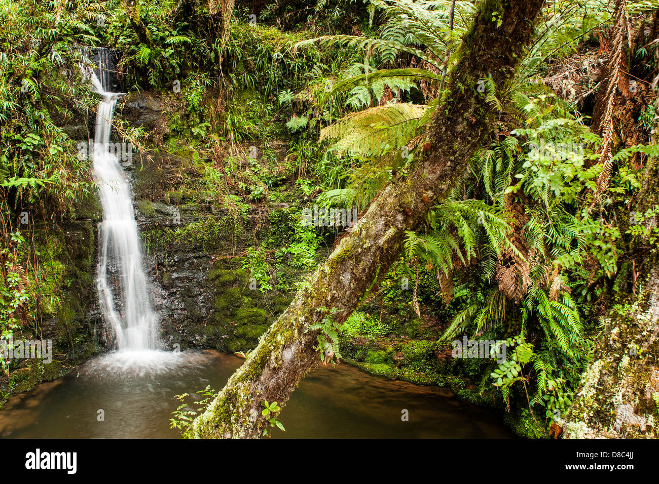 Atlantic rainforest hi-res stock photography and images - Alamy