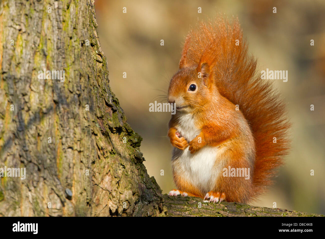 Red squirrel (Sciurus vulgaris Stock Photo - Alamy