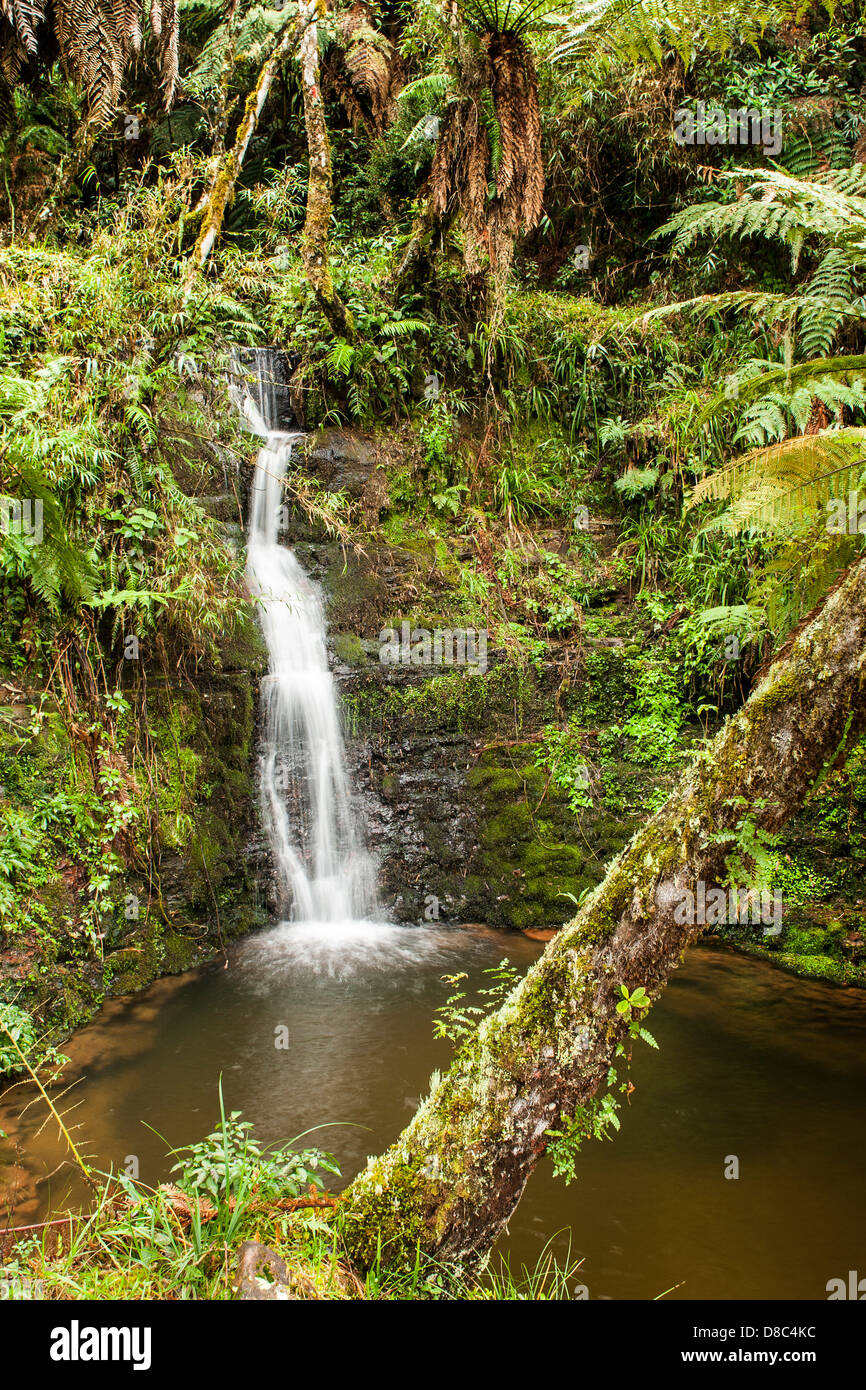 Waterfall in Atlantic rainforest Stock Photo - Alamy