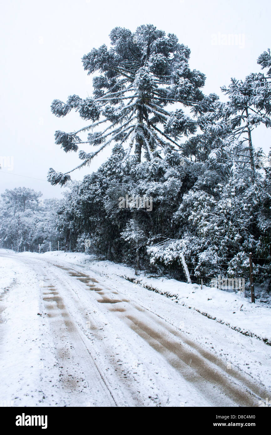 Araucarias, Brazilian pine trees, covered by snow in southern Brazil ...