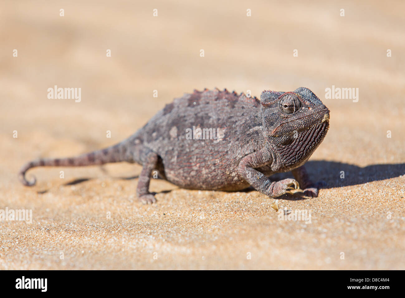 Lizard, Little 5 Tour, Namibia Stock Photo - Alamy
