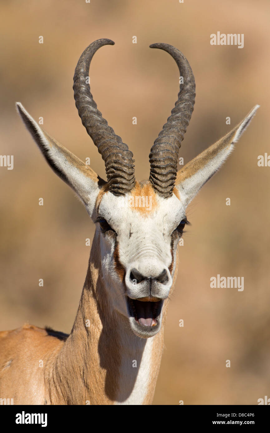 Springbok head hi-res stock photography and images - Alamy