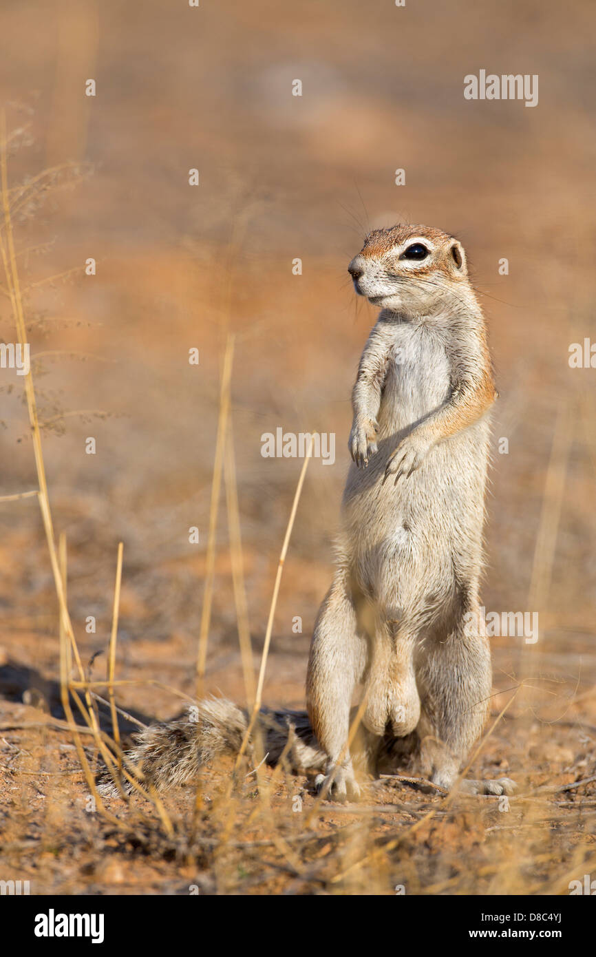 Cape ground squirrel hi-res stock photography and images - Alamy